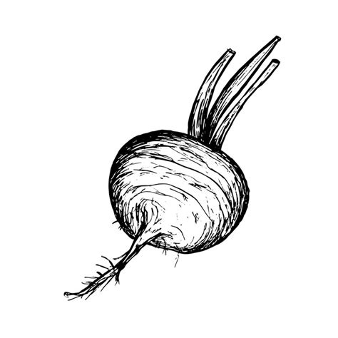 Premium Vector Vector Detailed Sketch Beet Vegetable Hand Drawn Thin