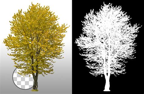 가을에 노란 나무는 큰 정밀도의 알파 채널을 통해 투명 한 배경에 고립 전문적인 구성을 위한 고해상도 나무에 대한 스톡 사진 및 기타 이미지 Istock