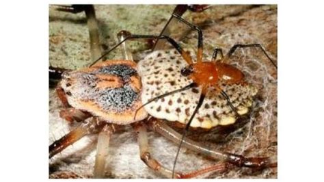 Coin Spiders Chop Off Their Own Genitals After Sex Iflscience