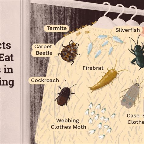 Identify Insects That Eat Holes In Clothes