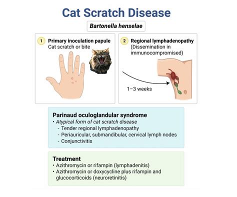 Em3am Cat Scratch Disease Emdocs