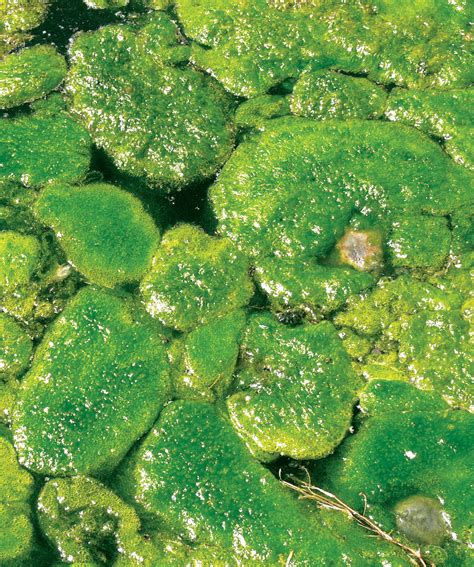 Gny Energy From Algae
