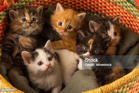 화려한 고리 버들 바구니에 담요에 누워있는 귀여운 다섯 마리의 새끼 고양이 쓰레기의 클로즈업 샷 가축에 대한 스톡 사진 및 기타 이미지 Istock