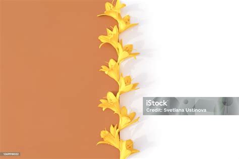 파스텔과 고립 된 흰색 배경에 노란색 백합 꽃 레이아웃 세련된 복고풍 디자인 템플릿 여름 컨셉 공간을 복사합니다 0명에 대한 스톡 사진 및 기타 이미지 Istock