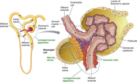 Juxtaglomerular Cells Function Juxtaglomerular Apparatus Diagram