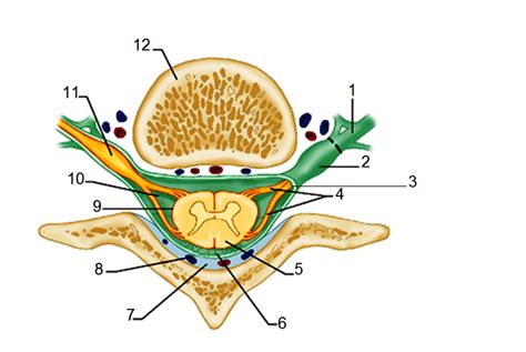 Horizontal Section Through Vertebra Diagram Quizlet