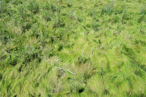 Grassy Waves Photograph By Rose Guinther Fine Art America