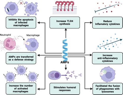 Antimicrobial Peptides´ Immune Modulation Role In Intracellular Bacterial Infection Pmc