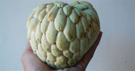 SUPPLIER BIBIT POHON BUAH KAYU DAN PERINDANG