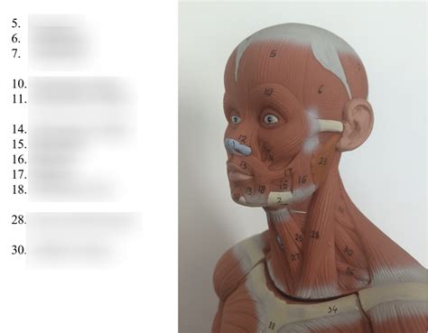 Axial Skeleton Muscles Head Neck And Face Diagram Quizlet
