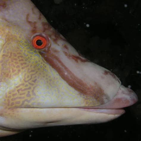 Hogfish Facts Diet Habitat And Pictures On Animaliabio