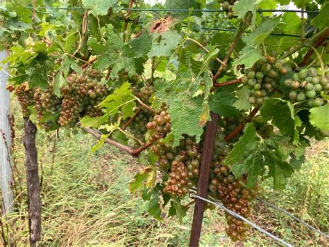 Schwere Hagelunwetter In Wien