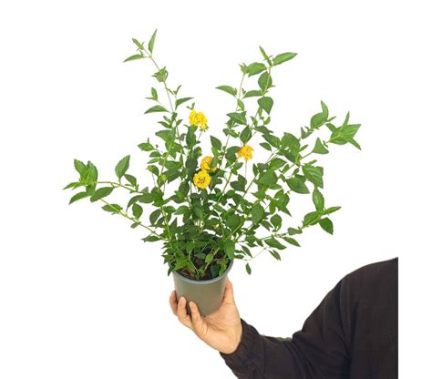 Lantana Rastrera M13