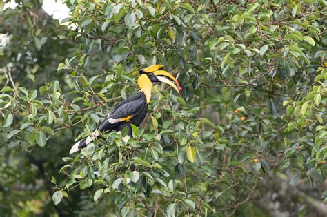 Burung Rangkong Rangkong Besar Jantan Dewasa Juga Dikenal Sebagai
