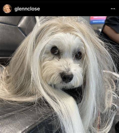 Joey Nolfi On Twitter Imagine Not Voting For Glenn Close — A Woman