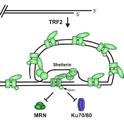 TRF2 Facilitates Telomere Loop T Loop Formation By Promoting