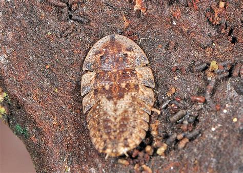 Bark Cockroach Laxta Tillyardi Or L Granicollis