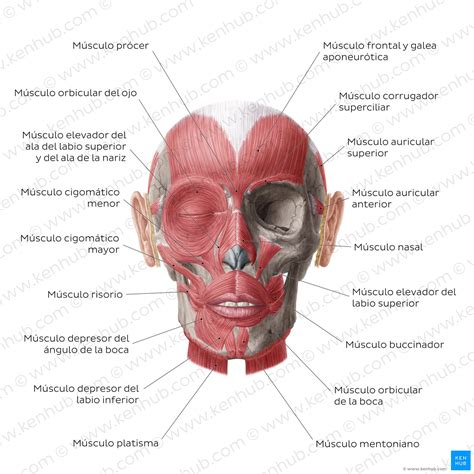Anatomía de la cabeza Músculos arterias y nervios Kenhub