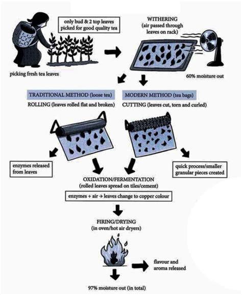 Final Assignment M5 Infographic Graphic Organizer And Diagram
