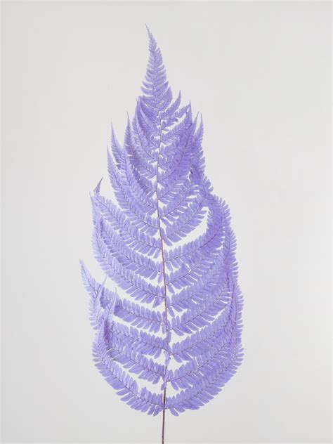 Папороть лісова стабілізована бузкова 60 см купити за ціною 79 грн