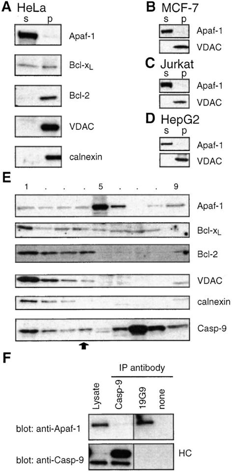 Biochemical Evidence That Apaf 1 Is A Cytosolic Monomeric Protein That