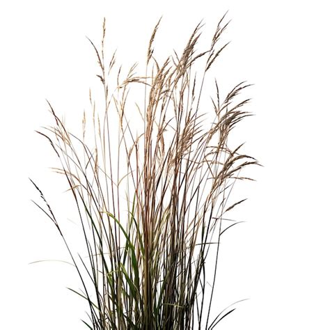 Premium Ai Image Cord Grass Tall And Sturdy With Dense Seedheads Stick Grass Isolated On White
