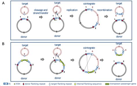 Intermolecular Transposition Models A Classical Replicative