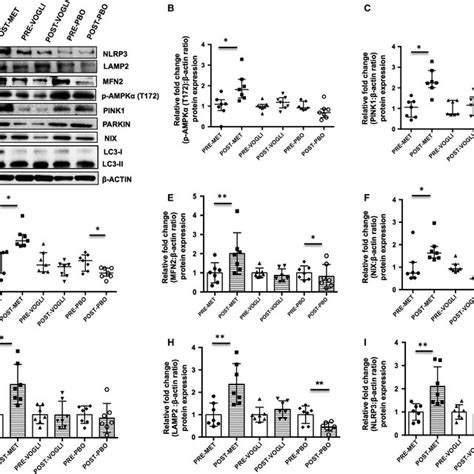 Representative Flow Cytometry Histogram Overlays Of Mitosox