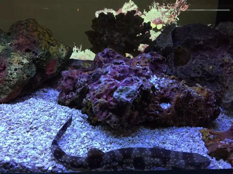2022上海海洋水族馆游玩攻略上海水族馆不愧为世界最大人【去哪儿攻略】