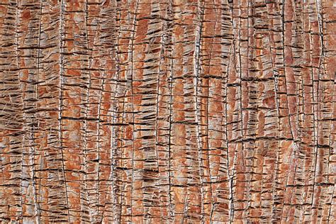Tree Pattern Backdrop Background Images Hd Pictures And Wallpaper For