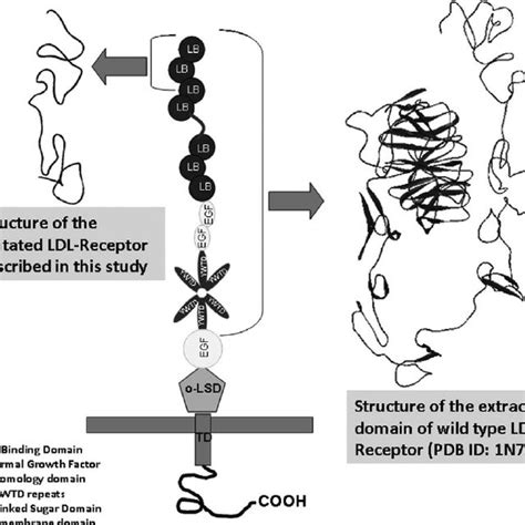 Effect Of The Mutation On The Tertiary Structure Of Ldlr The Structure Download Scientific