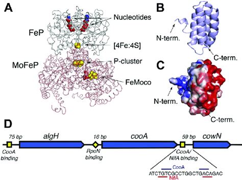 Structure Of Nitrogenase Cown Model And Genomic Region A Structure