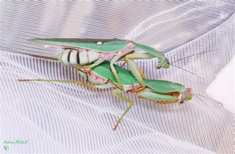 Giant Shield Mantis Rhombodera Basalis For Sale