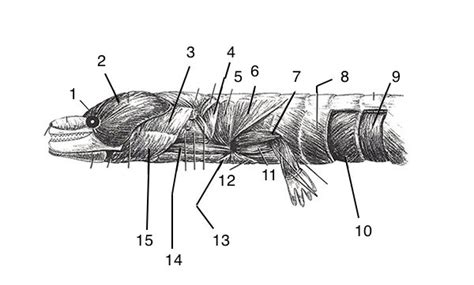 Necturus Muscles Diagram Quizlet