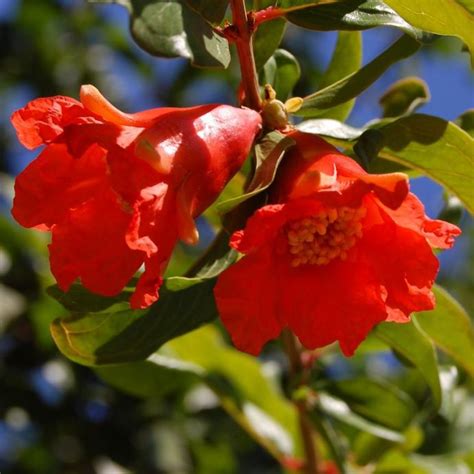 Nar Mogranj Šipak Veliki Voćka Punica Granatum Sjeme