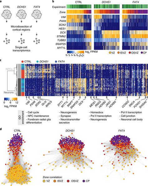 Scrna Seq Reveals Alterations In Mutant Npcs A Schematic Of Scrna Seq