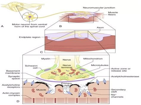 Anatomy And Physiology Of Neuromuscular Junction And Monitoring Ppt