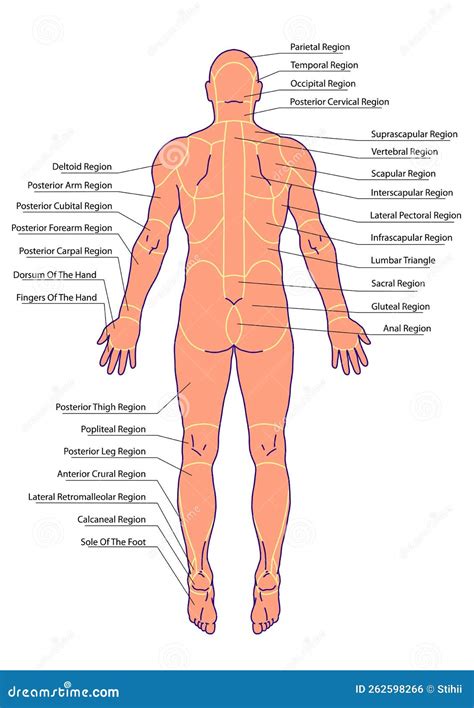 Crural Anatomy