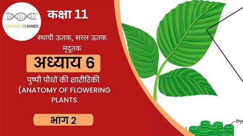 अध्याय 6 भाग 2 पुष्पी पौधों की शारीरिकी Anatomy Of Flowering Plant