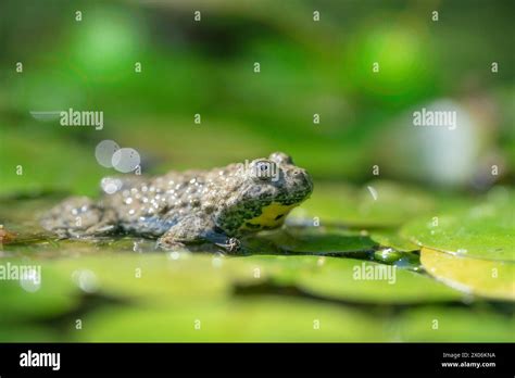 Yellow Bellied Toad Yellowbelly Toad Variegated Fire Toad Bombina