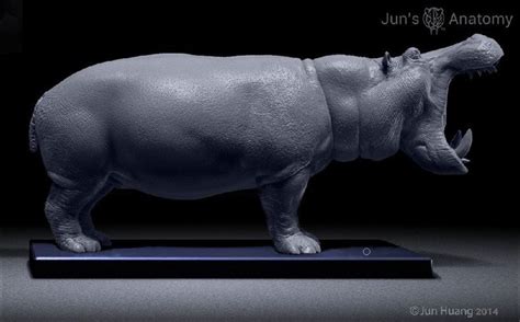 Artstation Hippo Anatomy Model Jun Huang Hippopotamus Anatomy
