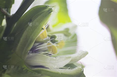 百香果花