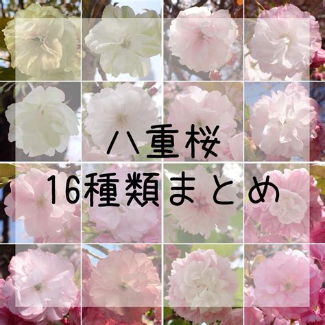 Corina Dumitrescu On Twitter Rt Roembjapan The Fascinating Sakura