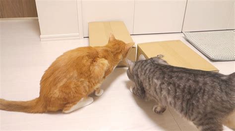 猫が穴の空いたダンボール箱に無理やり入ろうと頑張っている Festaオフィシャルブログ「猫のいる生活」powered By Ameba