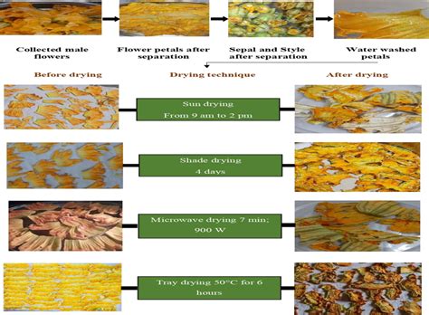Flow Chart For Drying Pumpkin Flowers Using Different Drying Methods Download Scientific Diagram