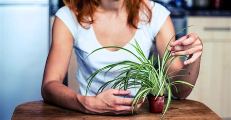 Best Indoor Plants For Your Home Cbs Detroit