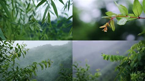 4k谷雨惊蛰下雨禅意安静清新春天镜头集合视频素材下载