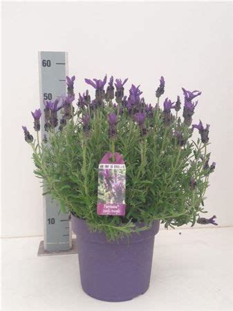 Лаванда в горшочке «Early Purple» (высота 45см) купить с доставкой в СПб