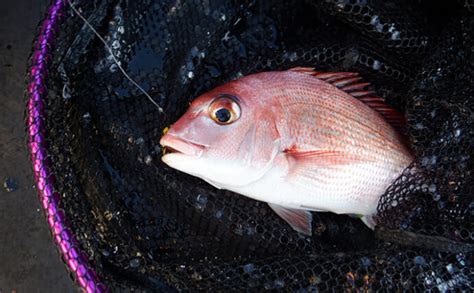 タイラバ釣行で60cm超えを筆頭にマダイ連打【三重】平均サイズは30cm級 Tsurinews