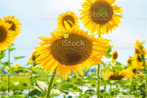 青空の背景に咲くヒマワリフレッシュ デイライトの夏のコンセプト まぶしいのストックフォトや画像を多数ご用意 まぶしい タイ王国